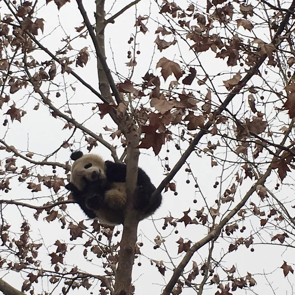 a panda in the tree - Stock Image - Everypixel