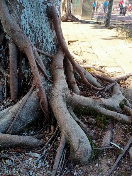 old tree roots in the forest - Stock Image - Everypixel
