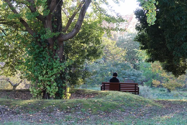 a man in a park with a bench in the forest - Stock Image - Everypixel
