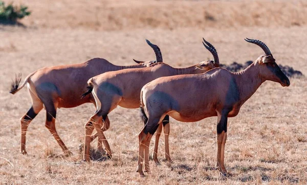 a group of wild animals in the savannah of africa - Stock Image ...