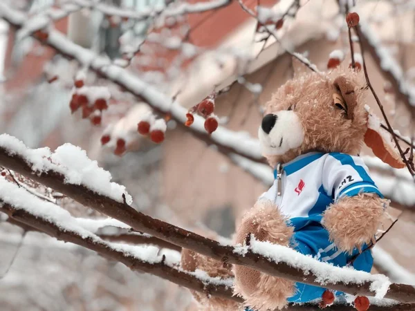 teddy bear with a toy on a tree - Stock Image - Everypixel