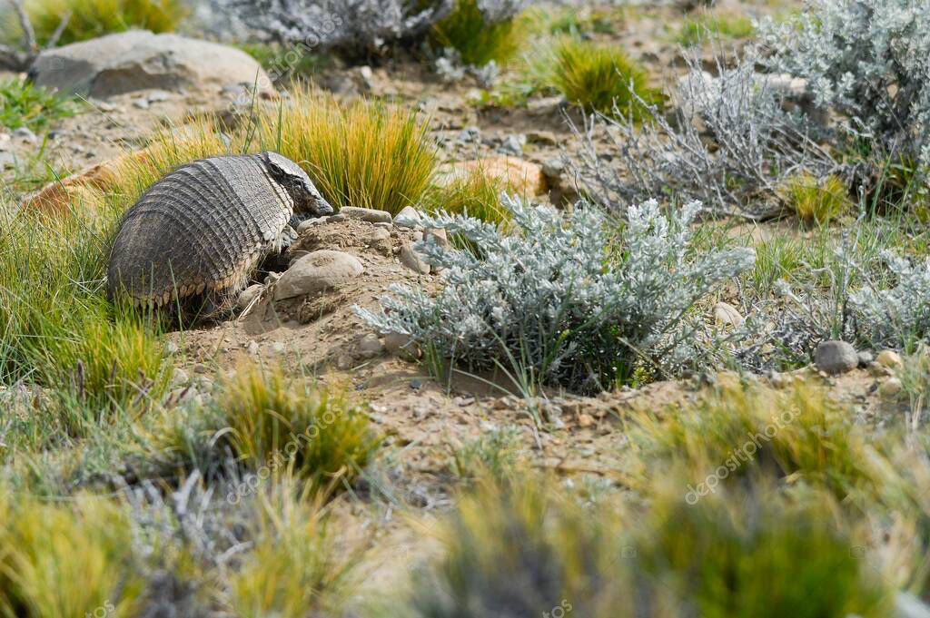 El piche, también llamado pichi, piche patagónico, quirquincho o ...