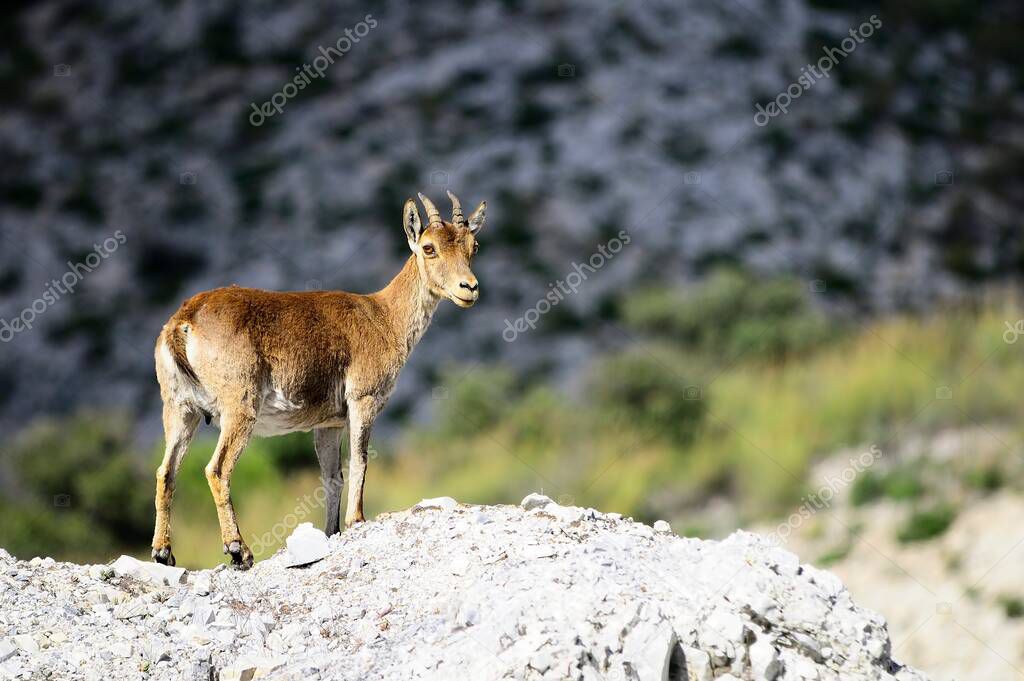 Capra pyrenaica - La cabra montés o íbice ibérico es una de las ...