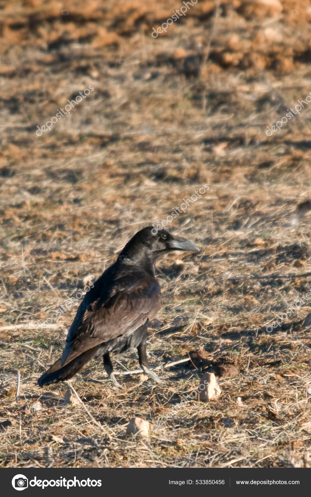 Corvus corax - The large crow, is a species of passerine bird in the ...