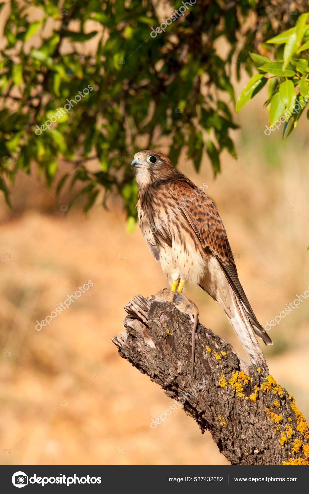 Birds in freedom and in their environment. — Stock Photo © Agustin ...