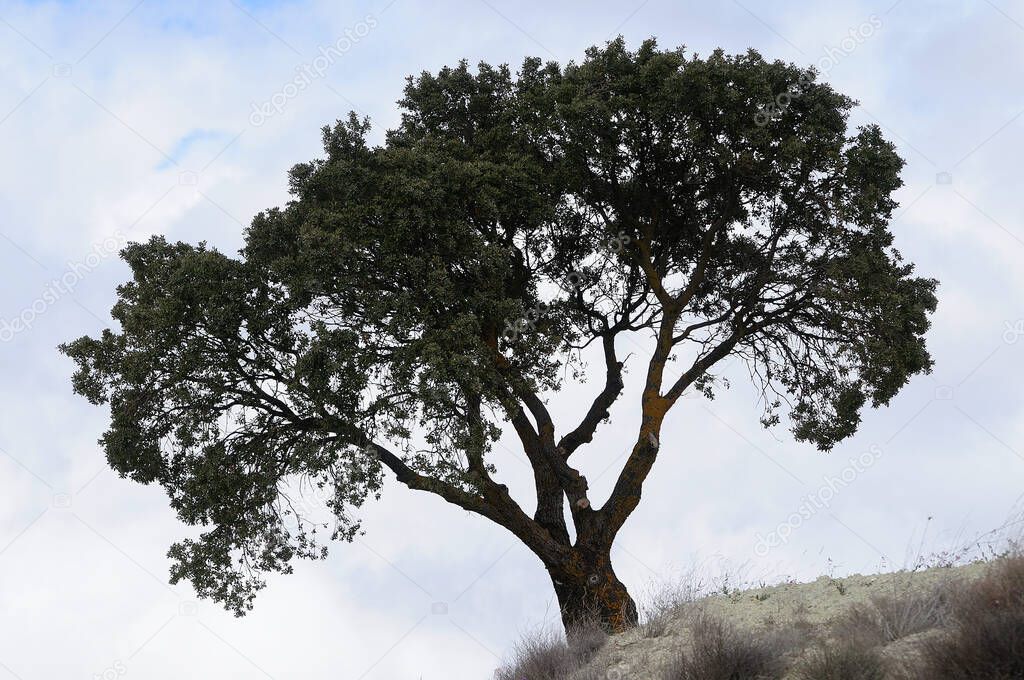Quercus ilex - El Encina is a tree of the Fagaceae family - Quercus 2024