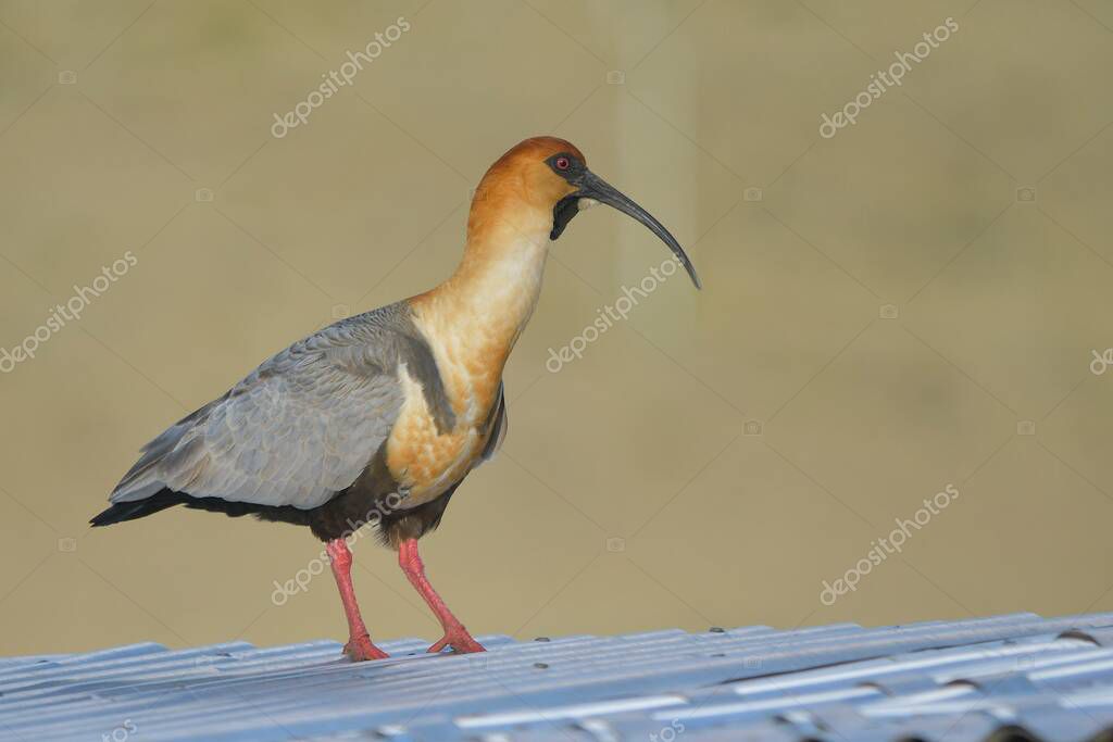 Threskiornithidae es una especie de ave paseriforme de la familia ...
