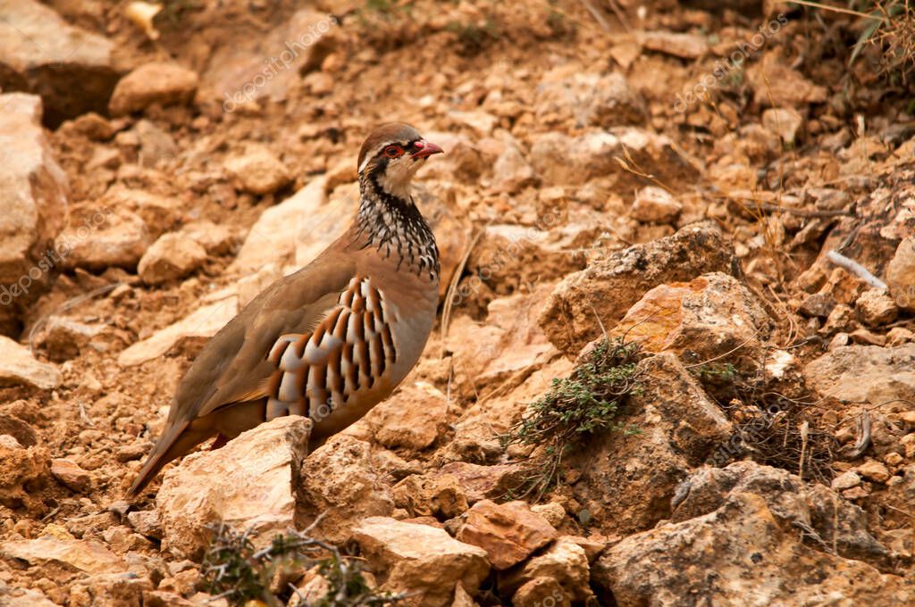 La perdiz de patas rojas es una especie de ave galliforme de la familia ...