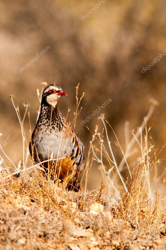 The red-legged partridge is a species of galliform bird in the ...