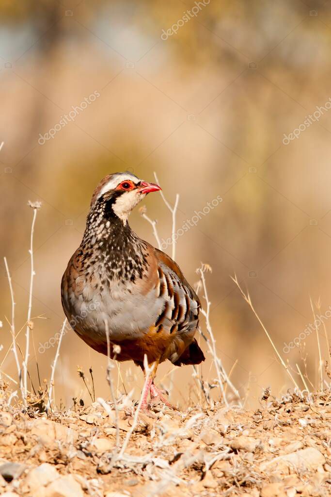 La perdiz de patas rojas es una especie de ave galliforme de la familia ...