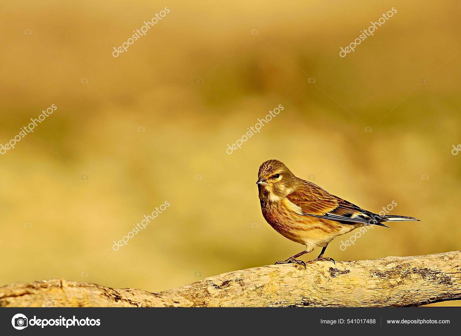 The common linnet is a species of passerine bird in the Fringillidae ...