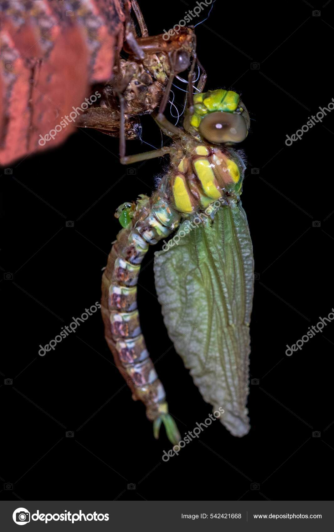 Anisoptera, or dragonflies, are one of the two classical infraorders of ... Anisoptera, or dragonflies, are one of the two classical infraorders of ...