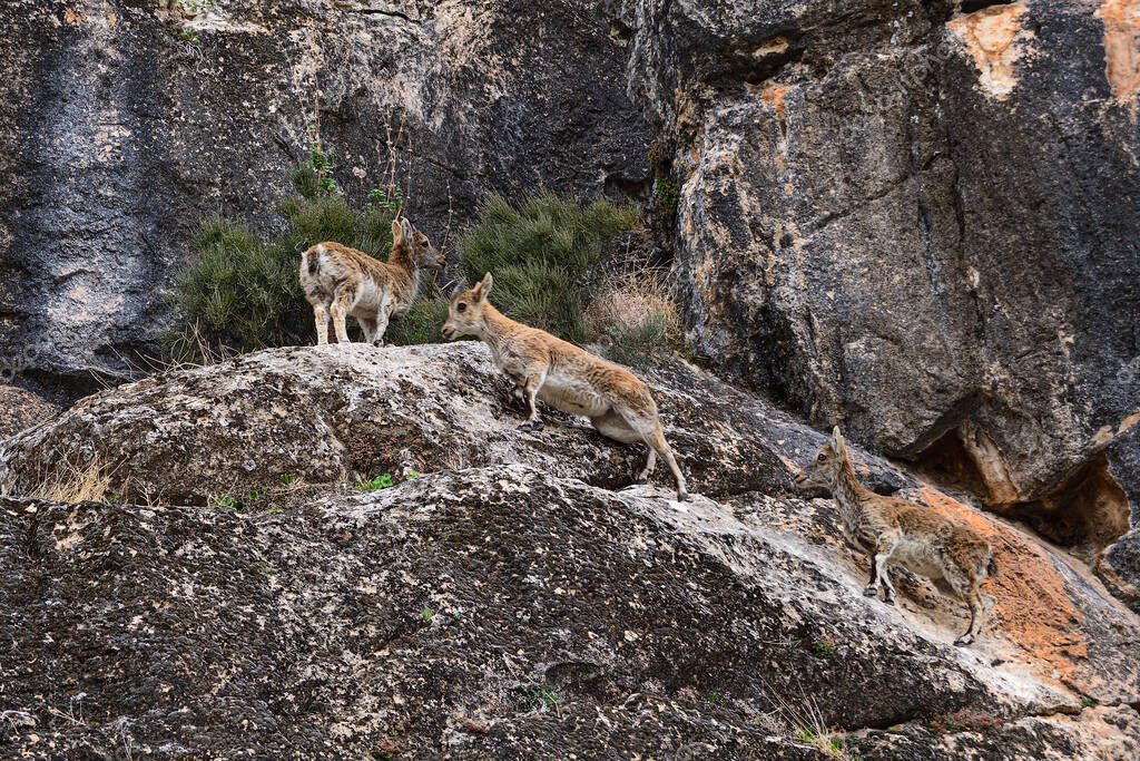 La cabra montés o íbice ibérico es una de las especies de bovidos del ...