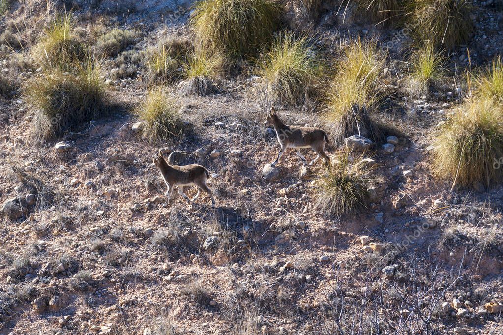 La cabra montés o íbice ibérico es una de las especies de bovidos del ...