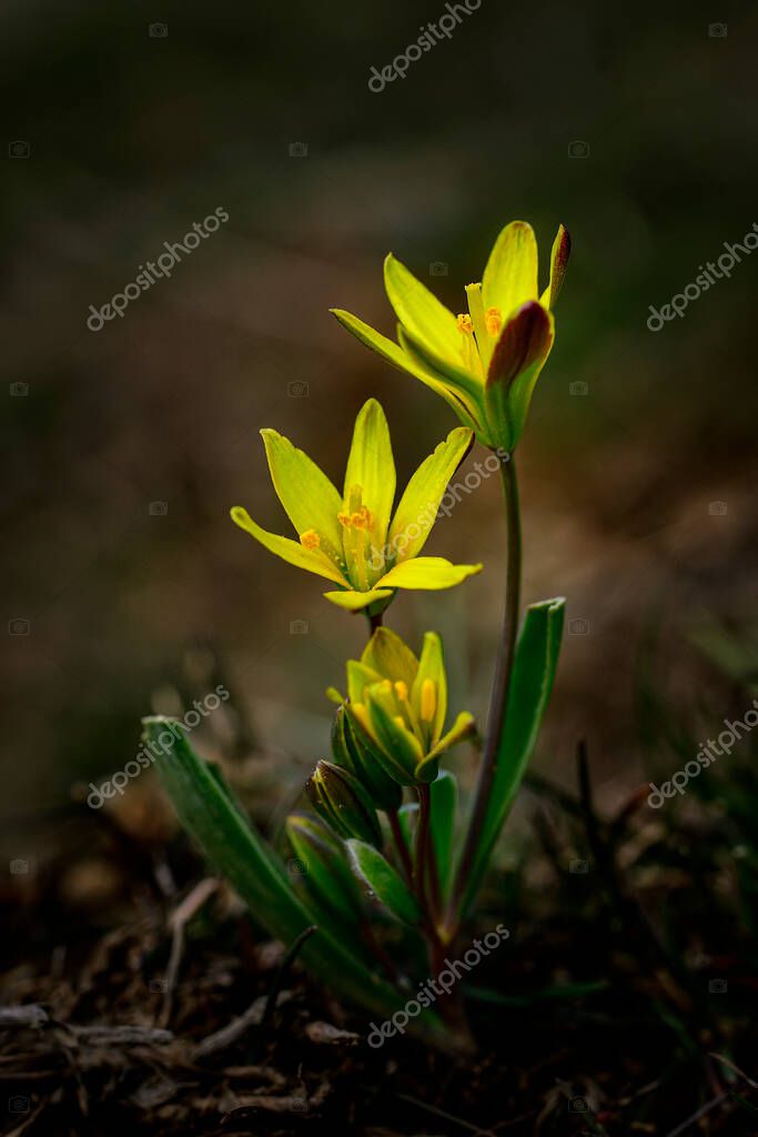 Gagea soleirolii - The yellow star is a flowering plant of the genus ...