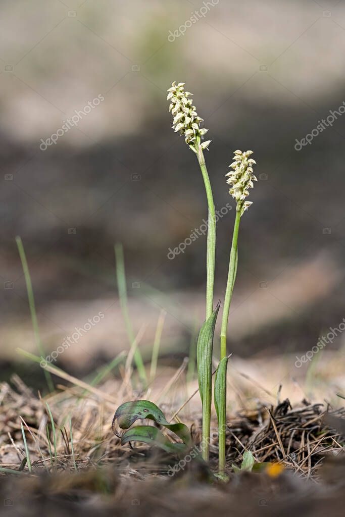Neotinea maculata es una especie de orquídea epifita de la familia Orchidoideae.. 2024