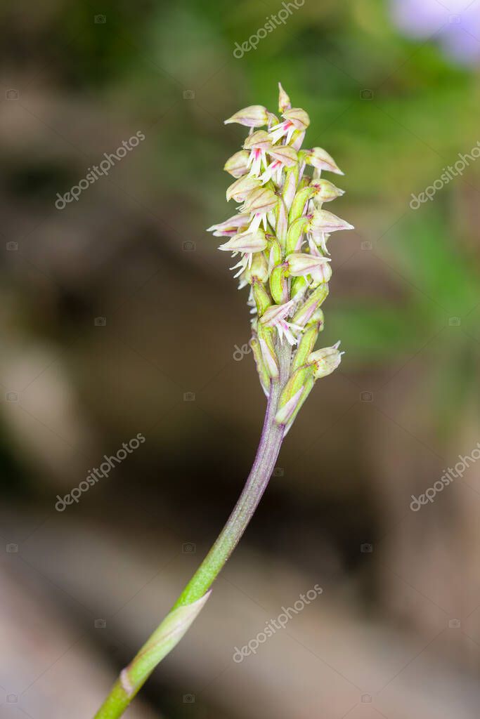 Neotinea maculata es una especie de orquídea epifita perteneciente a la familia Orchidaceae.. 2025