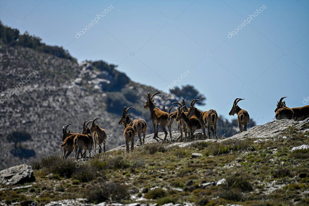 El íbice ibérico o íbice es una de las especies de bovidos del género ...