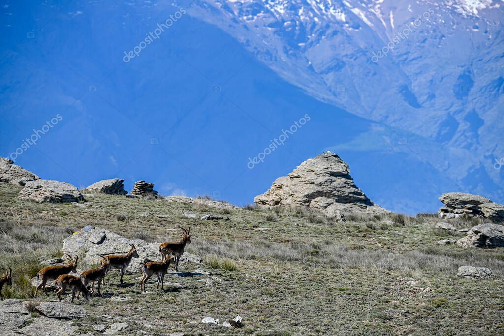 El íbice ibérico o íbice es una de las especies de bovidos del género ...