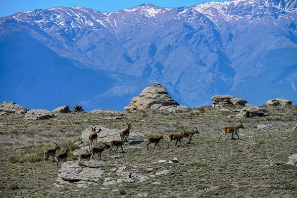 El íbice ibérico o íbice es una de las especies de bovidos del género ...
