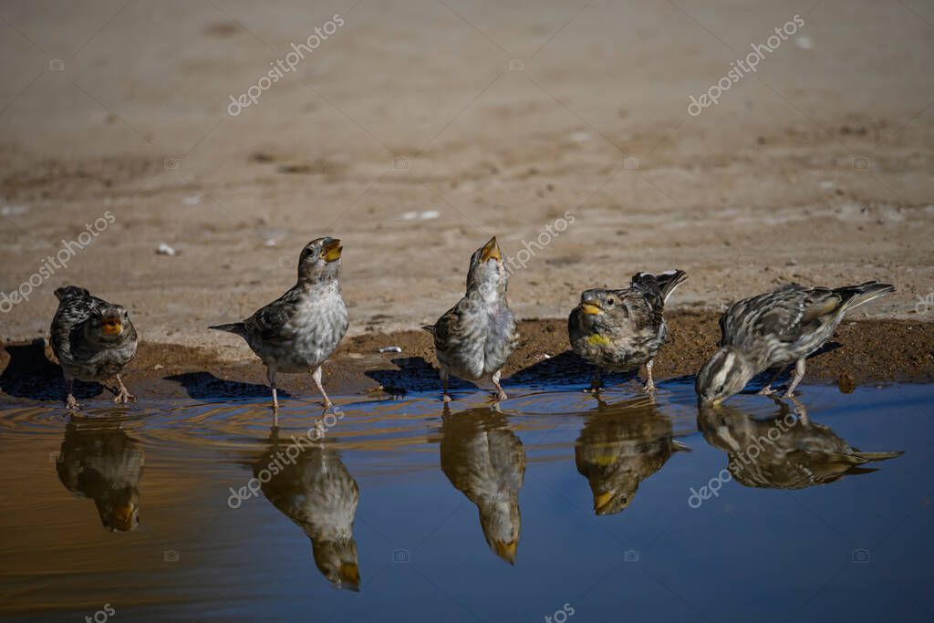 Petronia petronia - El gorri n aullador es una especie de ave ...