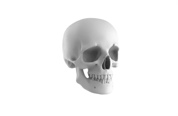 White skull Stock Photos, Royalty Free White skull Images | Depositphotos