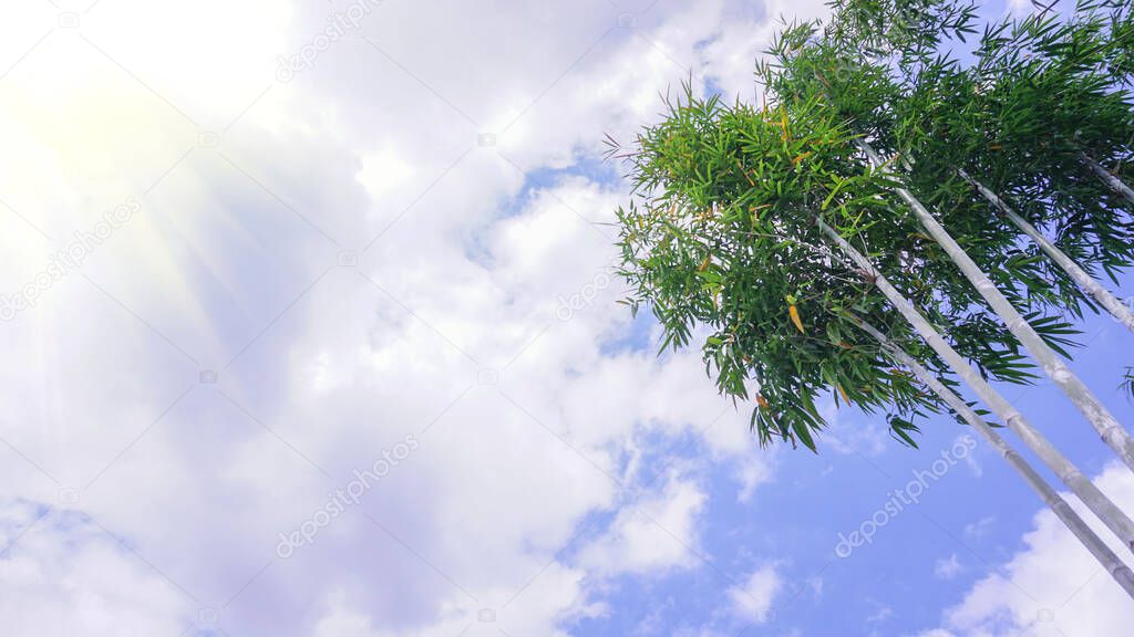 Cielo azul nubes blancas con luz solar en la parte superior de bambú ...