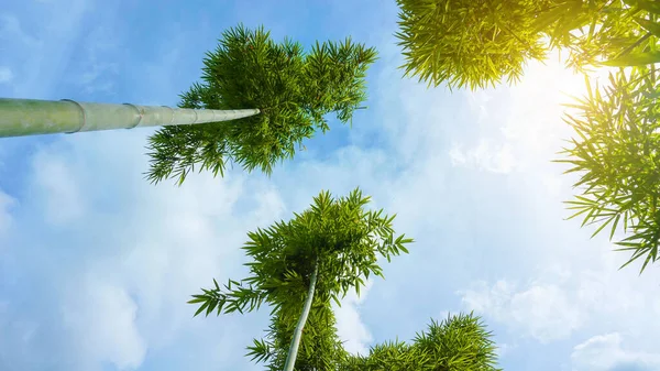 El cielo azul tenía nubes blancas con la luz dorada del sol brillando ...