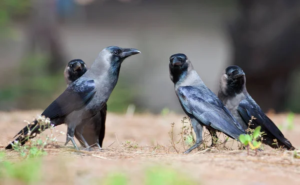 Indian crows Stock Photos, Royalty Free Indian crows Images | Depositphotos