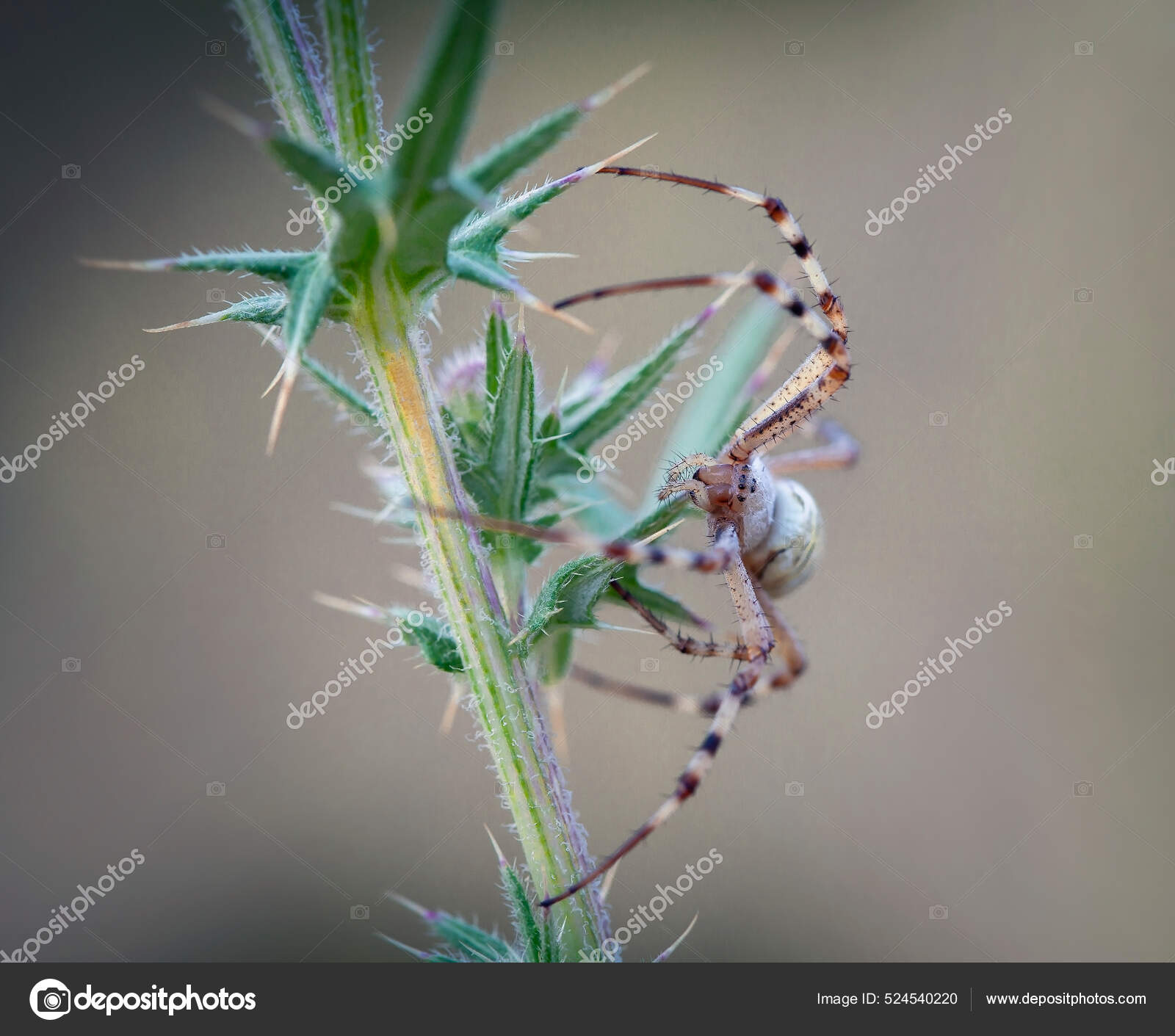 Argiope Bruennichi Wasp Spider Species Orb Web Spider Distributed ...
