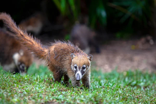 Coati na floresta amazônica Stock Photos, Royalty Free Coati na ...