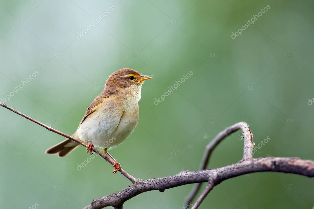 La ciza a com n (Phylloscopus collybita), o simplemente la ciza a, es ...