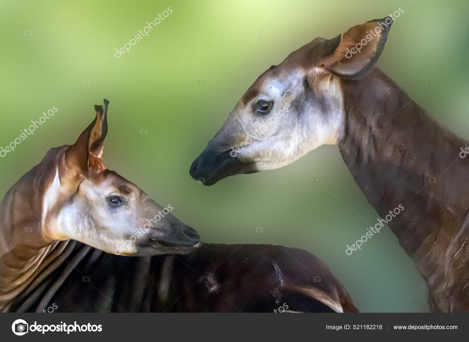 Two Okapi Front Green Background Stock Photo by ©RalphLear 521182218