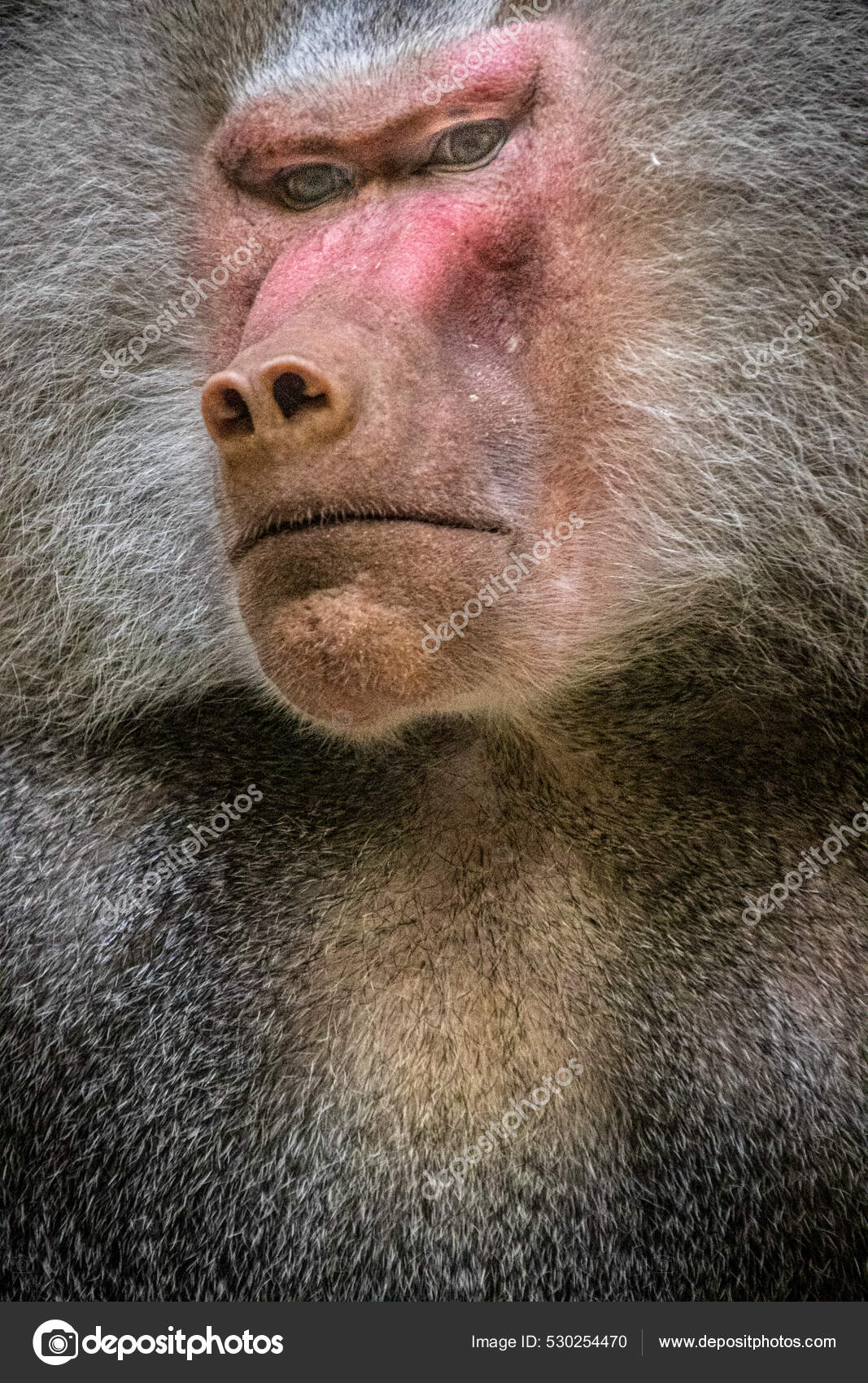 Angry Male Baboon