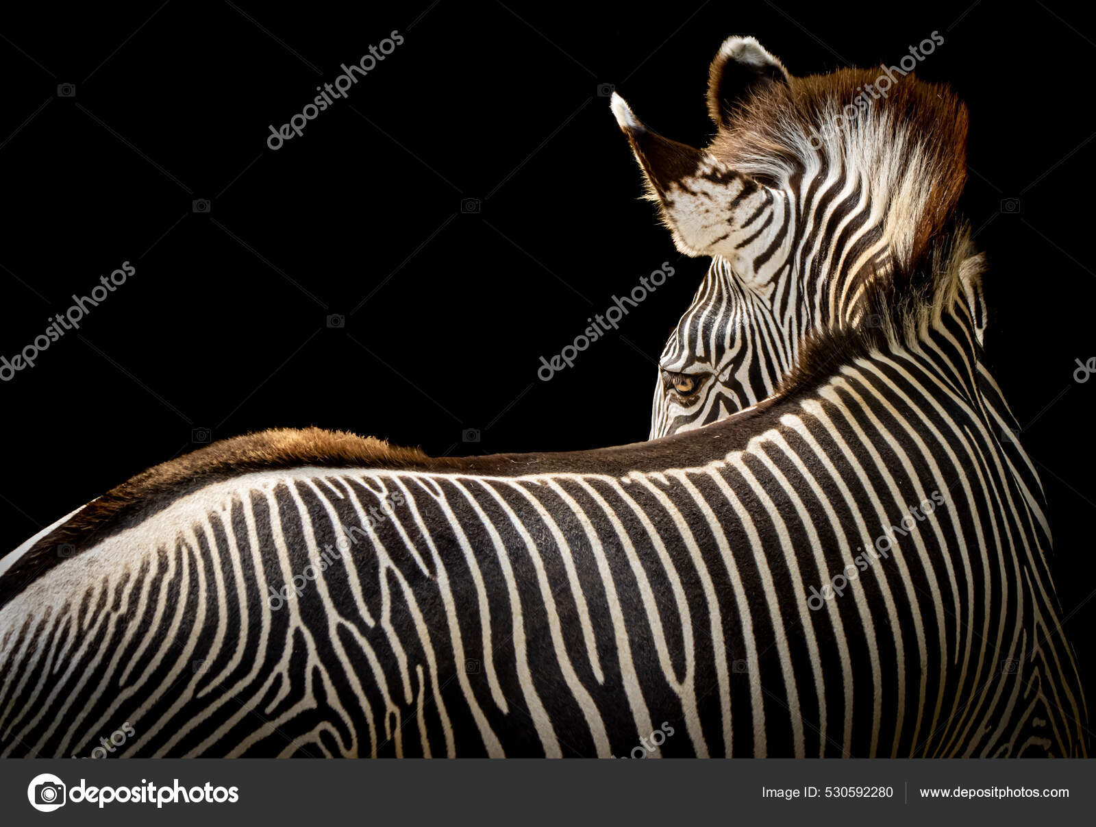 Portrait Standing Zebra — Stock Photo © RalphLear #530592280