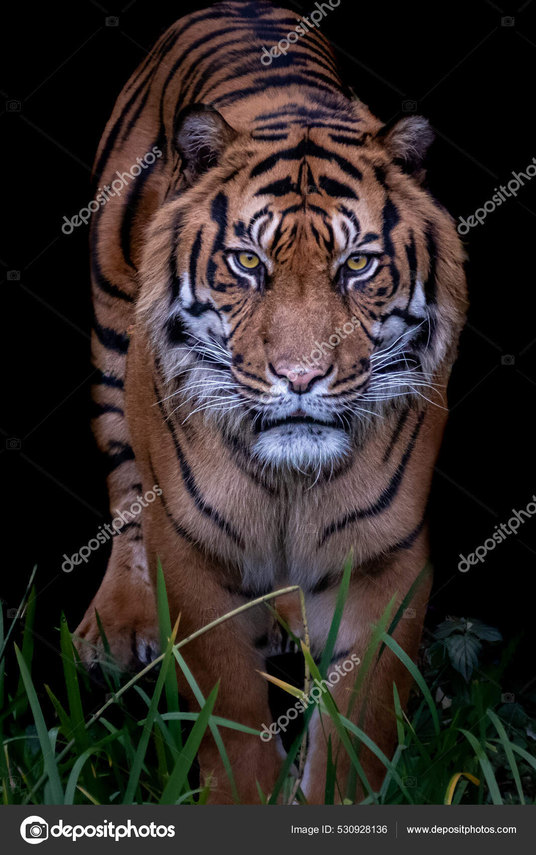 Walking Tiger Profile