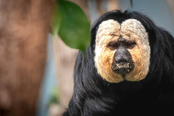 Bearded saki Stock Photos, Royalty Free Bearded saki Images | Depositphotos