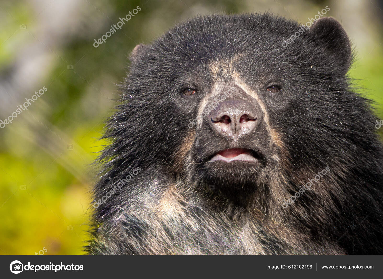 Black Bear Face Profile