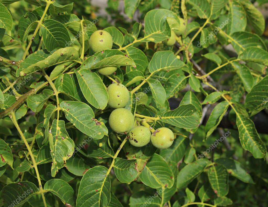 Los frutos jóvenes verdes de la nuez sobre el árbol en la granja ...