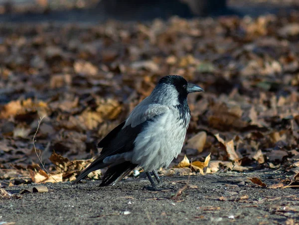 Japanese crow Stock Photos, Royalty Free Japanese crow Images ...