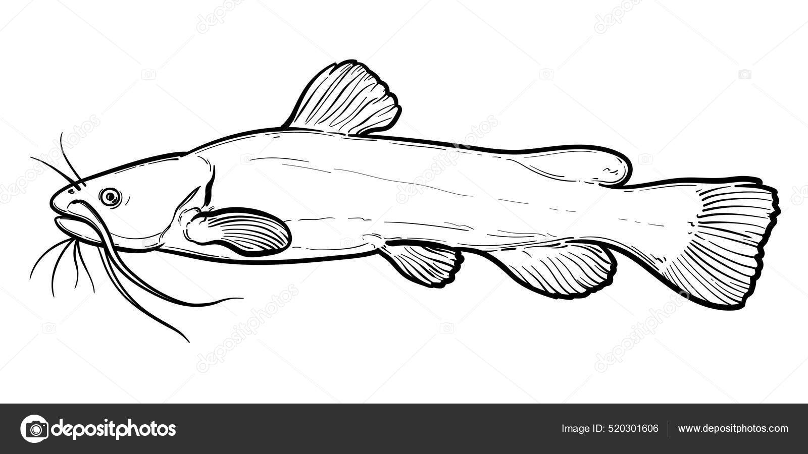 Hand Drawn Catfish Black White Vector Sketch Fish Isolated White Stock ...