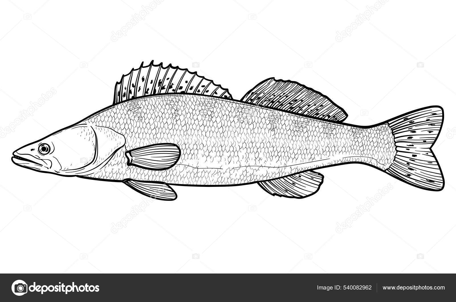 Zander Pike Perch Vector Sketch Fish Isolated White Background Stock ...
