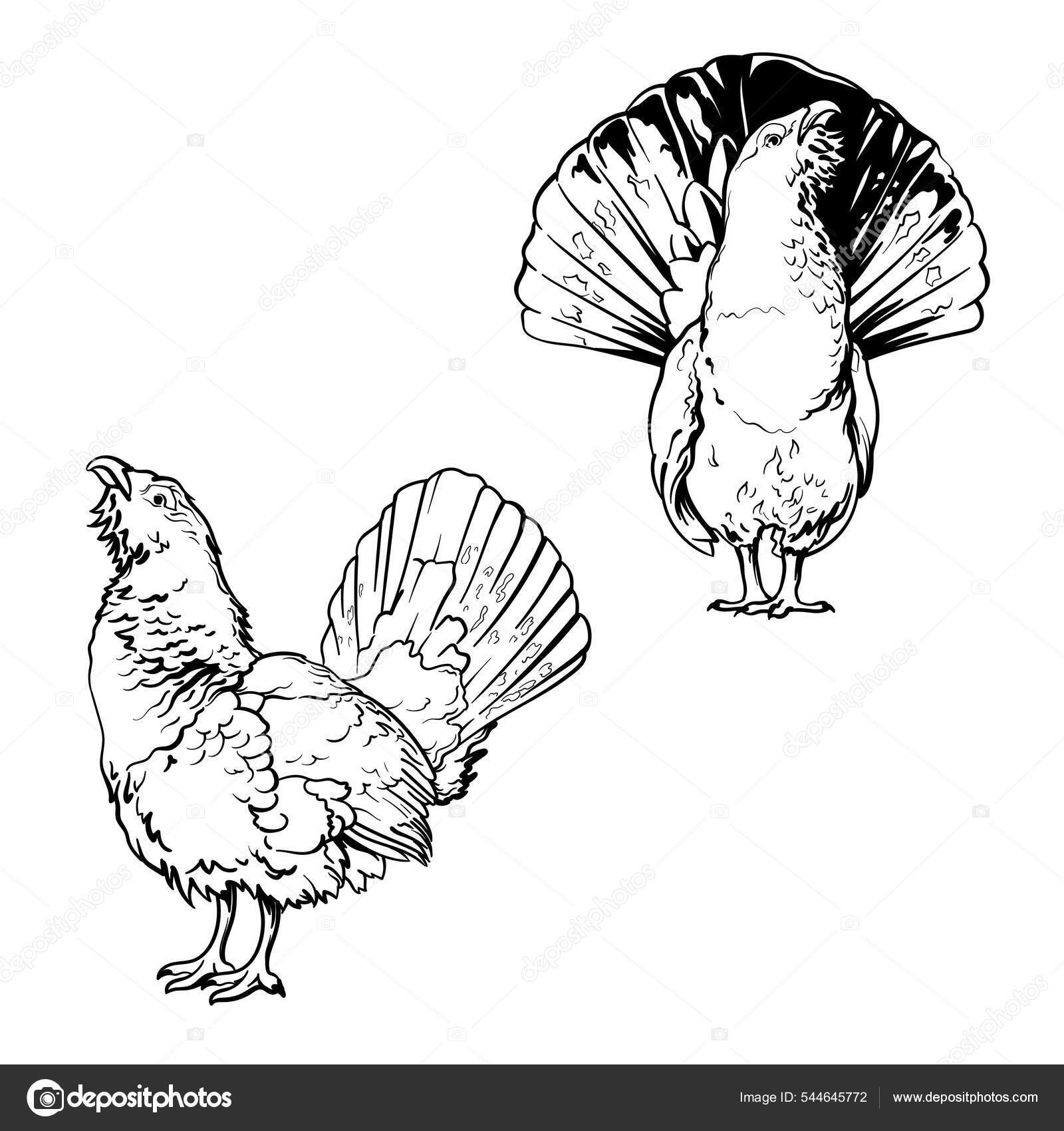 Hand Drawn Capercaillie Sketch Vector Illustration Isolated White ...
