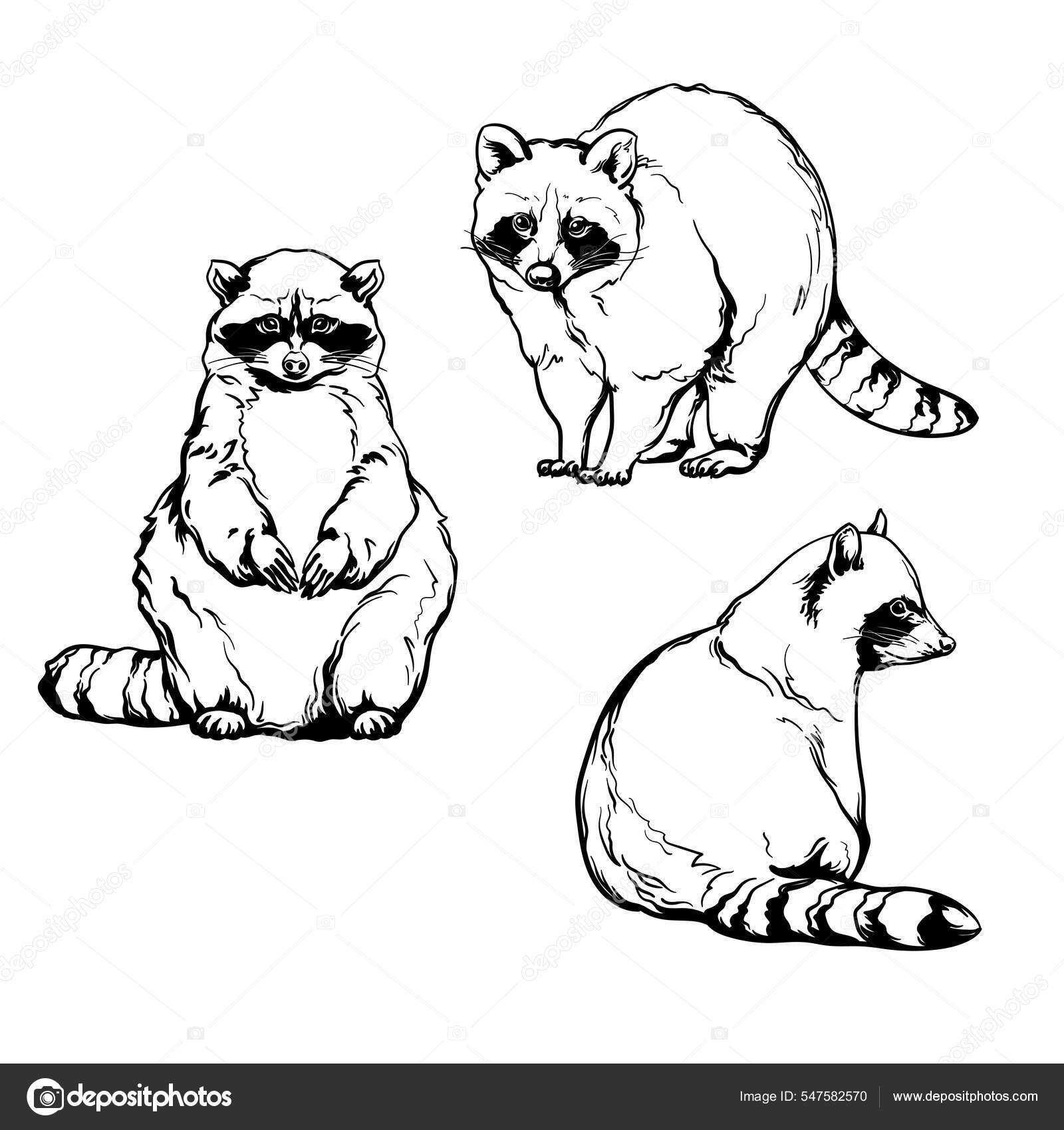 Mapaches Dibujo Blanco Negro Conjunto Vectorial Mapaches Aislados Sobre ...