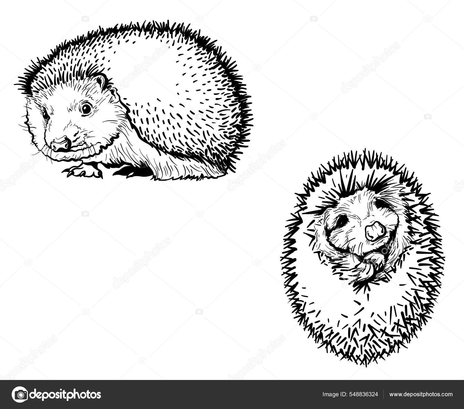 Hand Drawn Hedgehog Vector Illustration Hedgehog Isolated White ...