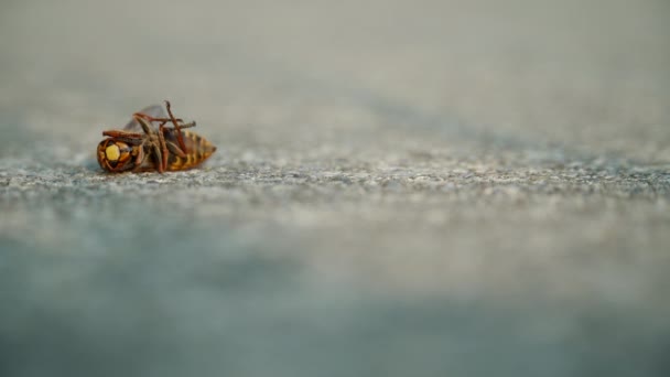 710 Insetos mortos Stock Videos, 4K & HD Footage | Depositphotos