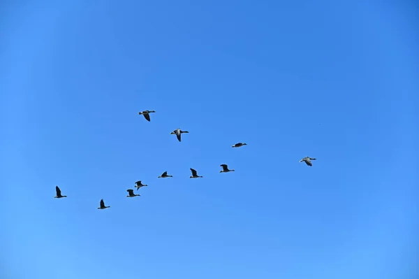 Birds flying silhouette Stock Photos, Royalty Free Birds flying ...