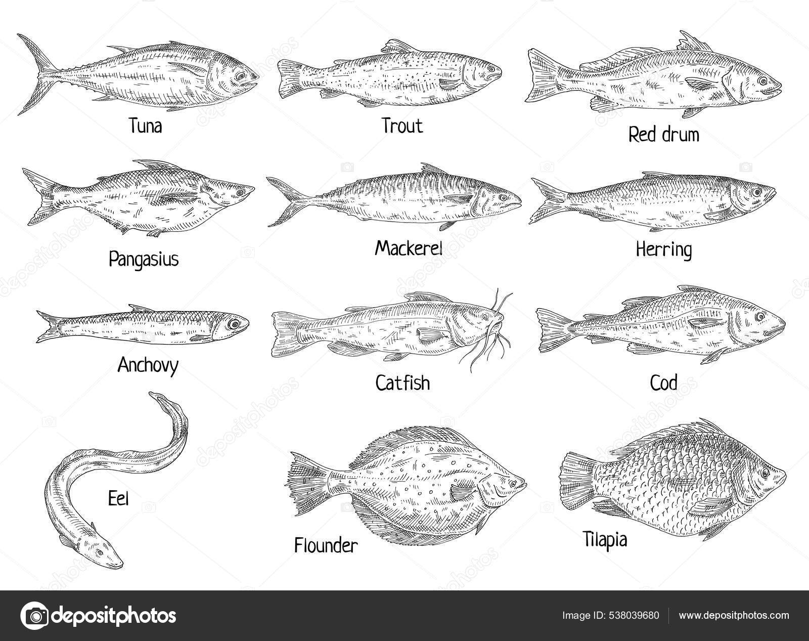 Type Different Fish Isolated White Red Drum Anchovy Catfishfish Cod ...