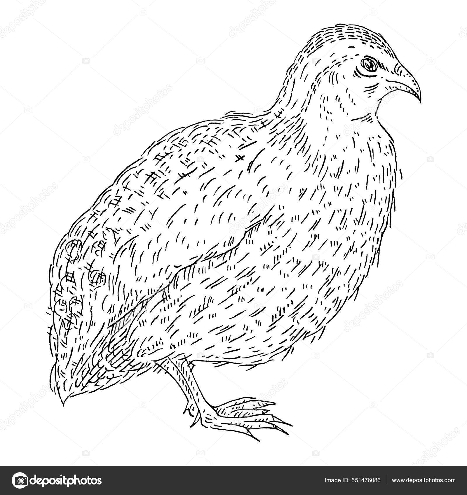 Standing quail. Vintage vector engraving black illustration. Isolated ...