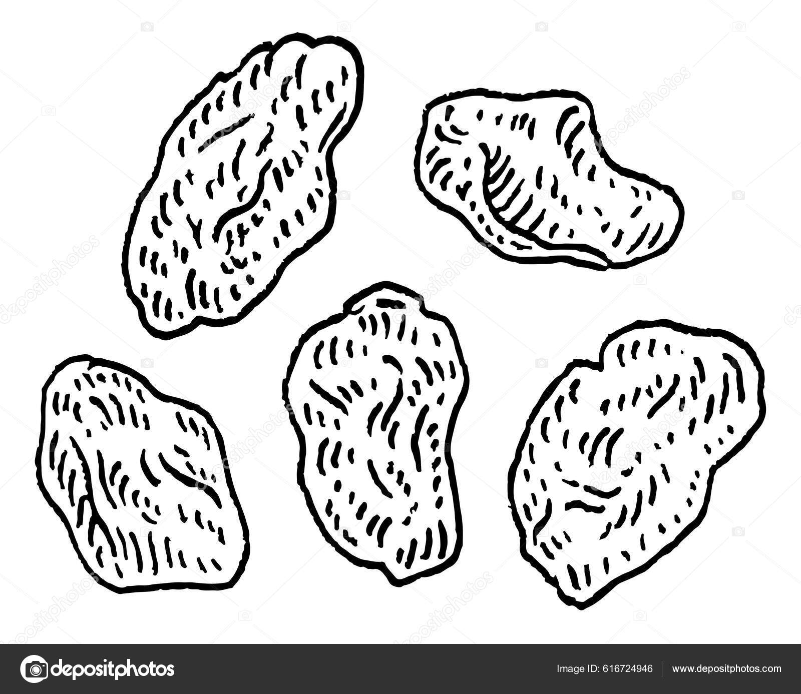 Raisins Vector Black Vintage Engraving Illustration Isolated White ...